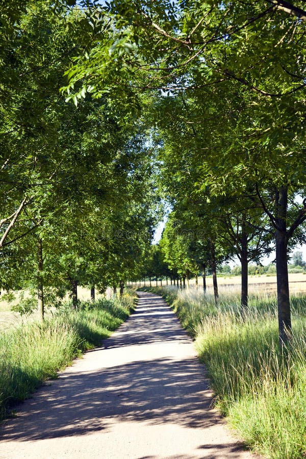 Alley with trees stock image. Image of land, path, green - 58317869