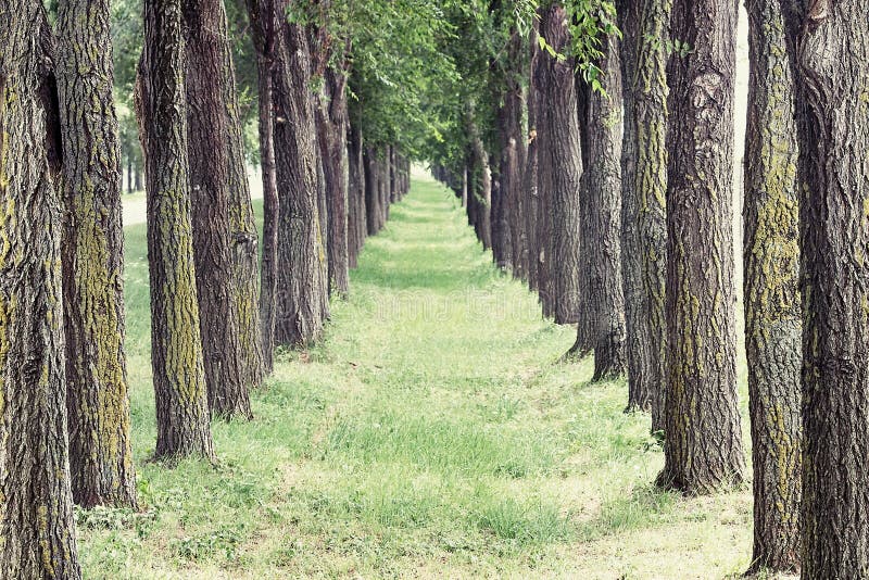 Alley of trees stock image. Image of bright, country - 109789651