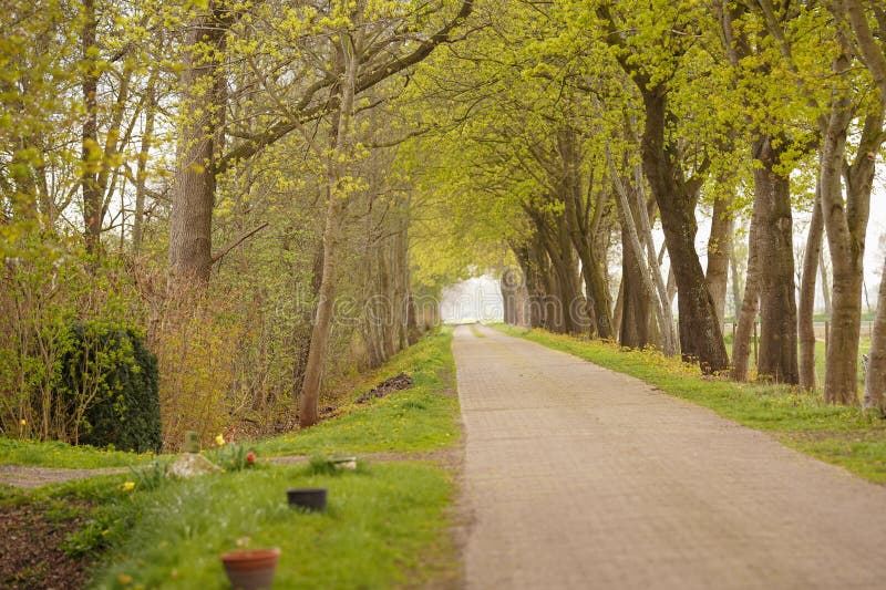 An Alley of Trees. Tree Lined Footpath through Park. Stock Image ...