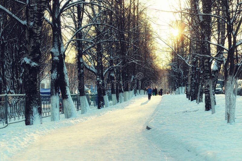 Alley trees walkway winter stock photo. Image of outdoor - 89335722