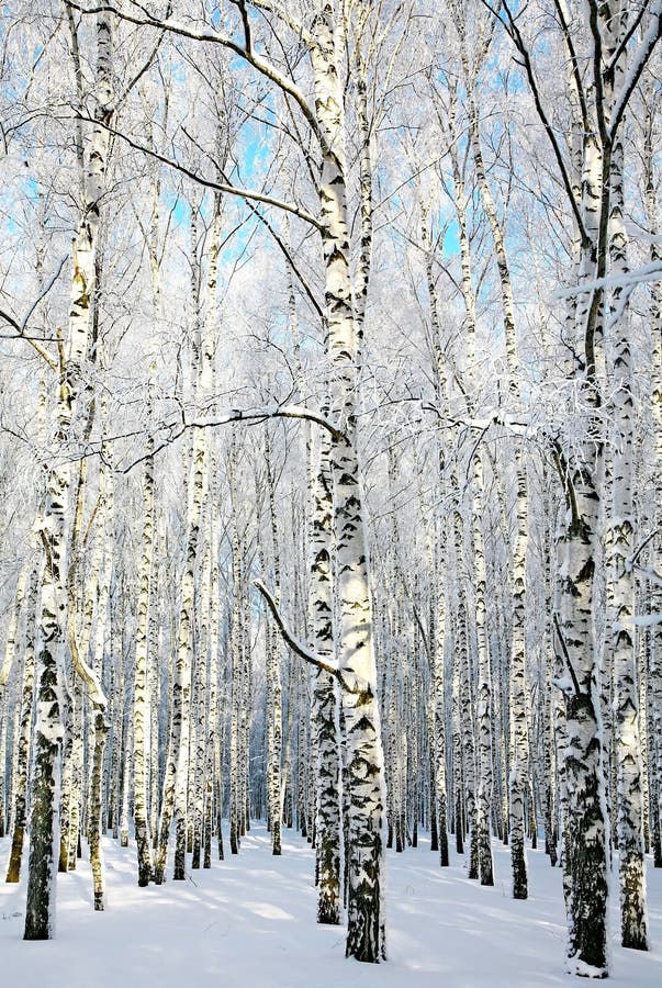 Birch Forest with Covered Snow Branches Stock Image - Image of white ...