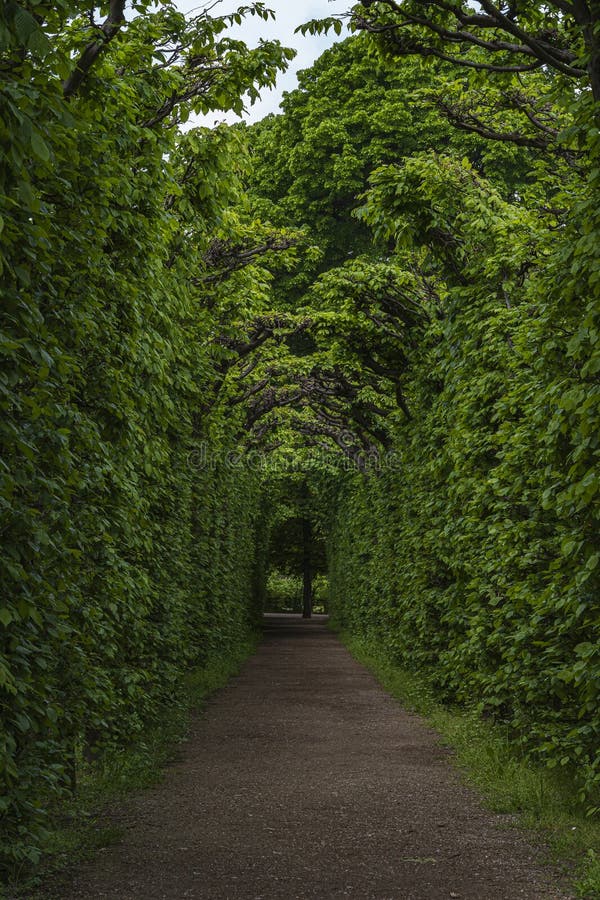 Alleyway in the Springtime Surrounded by Lush Greenery Stock Image ...