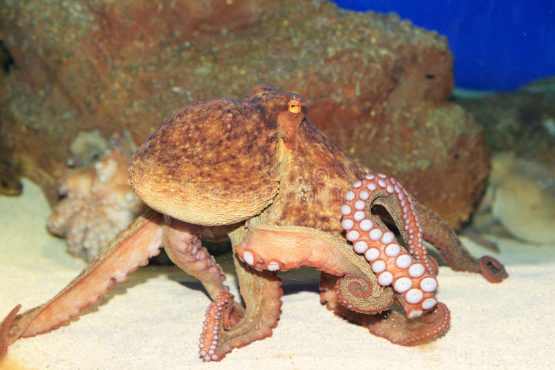 Allgemeine Krake stockfoto. Bild von wasser, strand, schule - 40942150