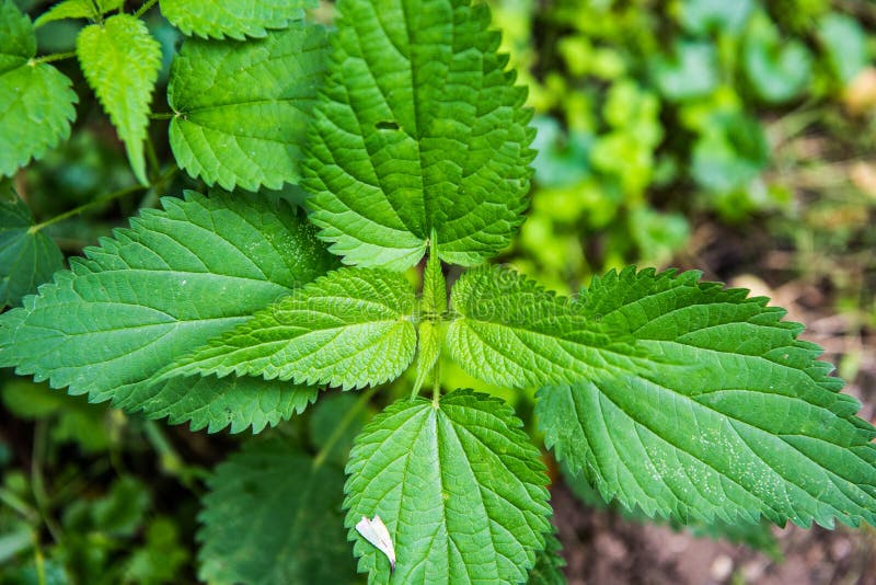 Nessel Archivbilder - Abgabe des Download-13,531 geben Fotos frei