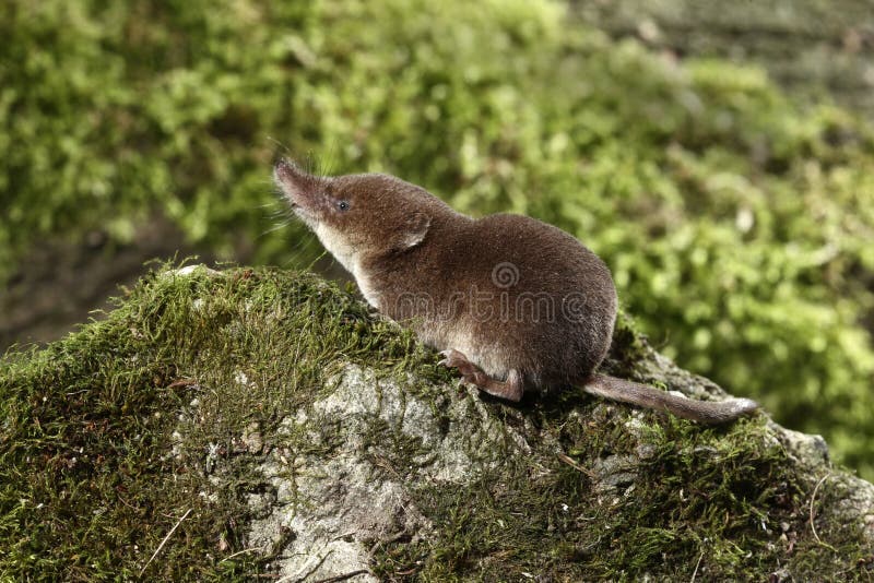 Allgemeine Spitzmaus, Sorex Araneus Stockfoto - Bild von nave ...
