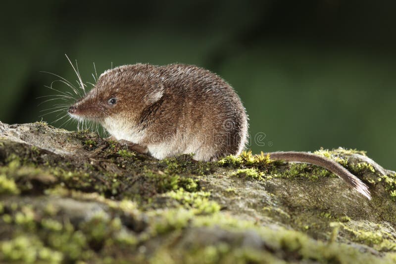 Allgemeine Spitzmaus, Sorex Araneus Stockbild - Bild von haselmaus ...
