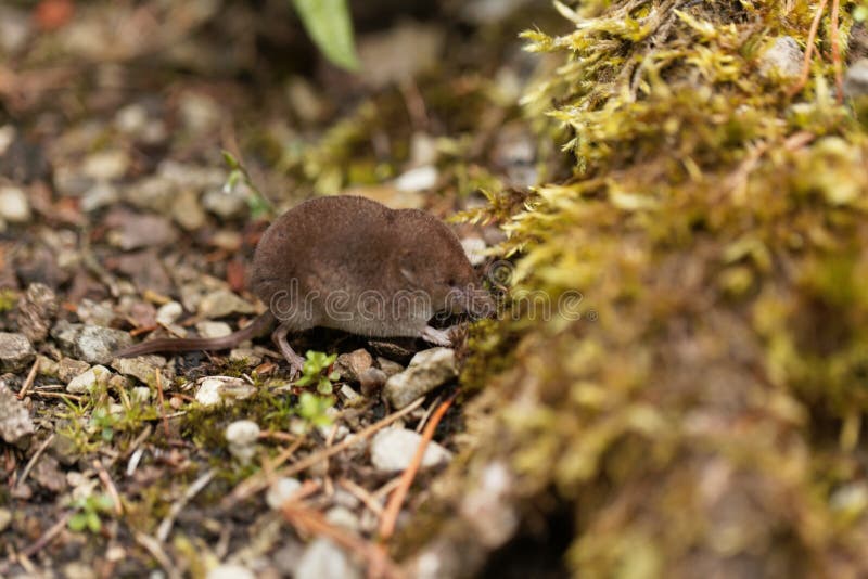Allgemeine Spitzmaus, Sorex Araneus Stockbild - Bild von haselmaus ...