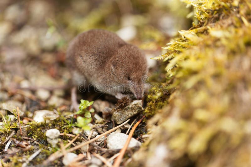 Spitzmaus Stockfotos und Bilder - Laden Sie 671 lizenzfreie Fotos herunter