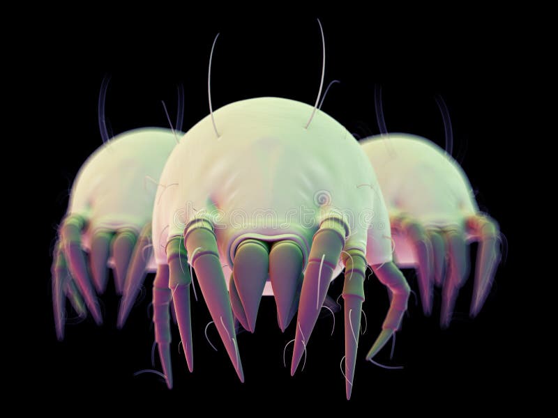 Eine allgemeine Staubmilbe stock abbildung. Illustration von bett ...