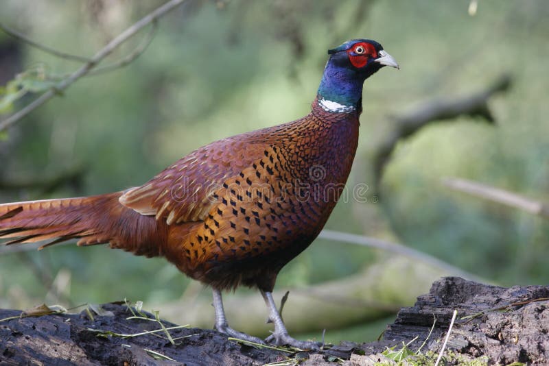 Allgemeiner Fasan, Phasianus Colchicus Stockbild - Bild von vogel ...