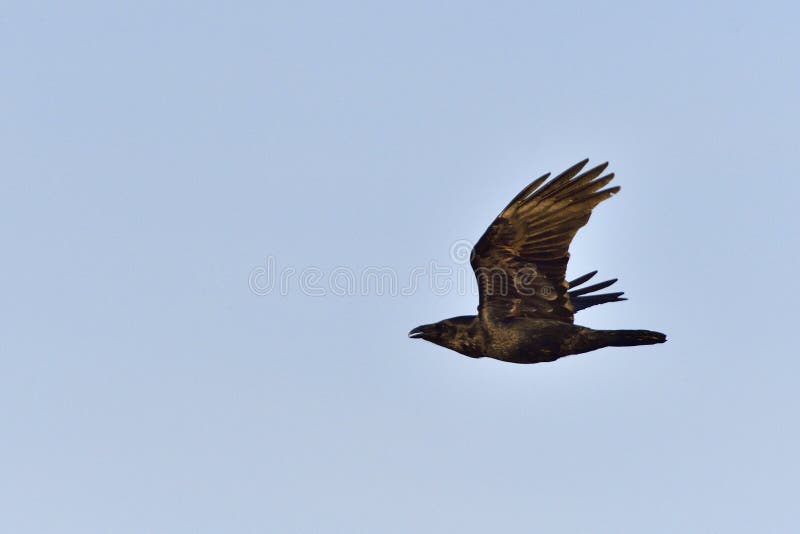 Rabe im Flug stockfoto. Bild von flugwesen, schwarzes - 30883174