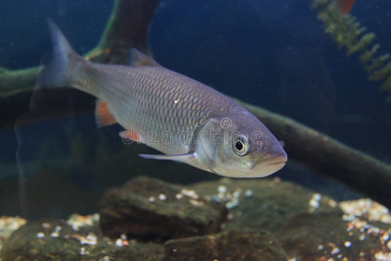 Nase Fische stockbild. Bild von öffnung, nahaufnahme - 22835833