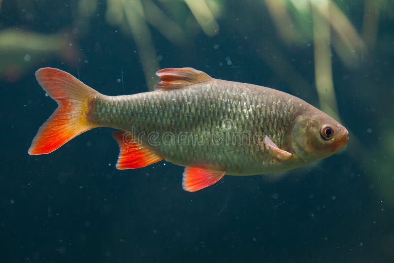 Allgemeines Rudd (Scardinius Erythropthalmus) Stockbild - Bild von ...
