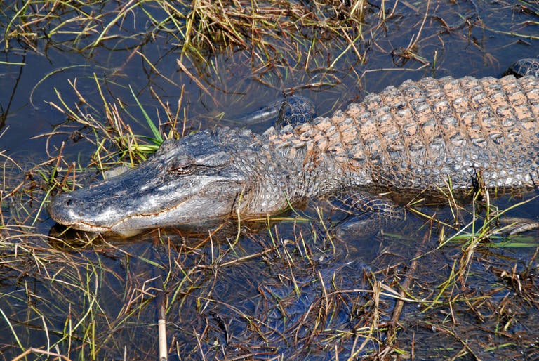 118 Key West Alligator Stock Photos - Free & Royalty-Free Stock Photos ...