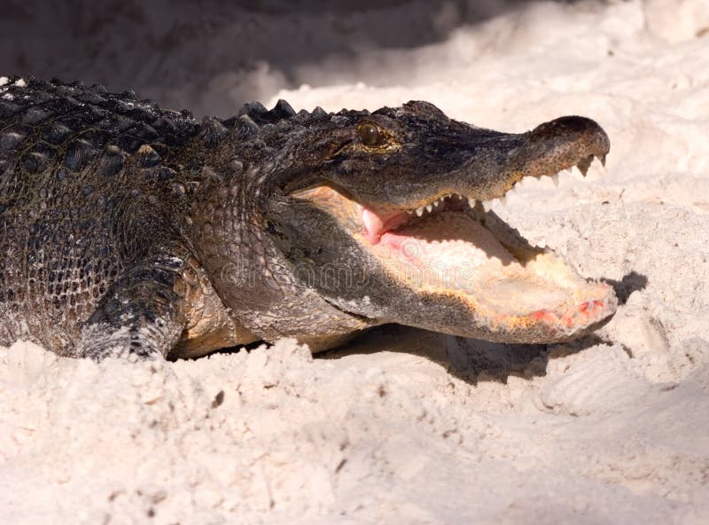 Green Sea Turtle mid-water stock photo. Image of environmental - 613488