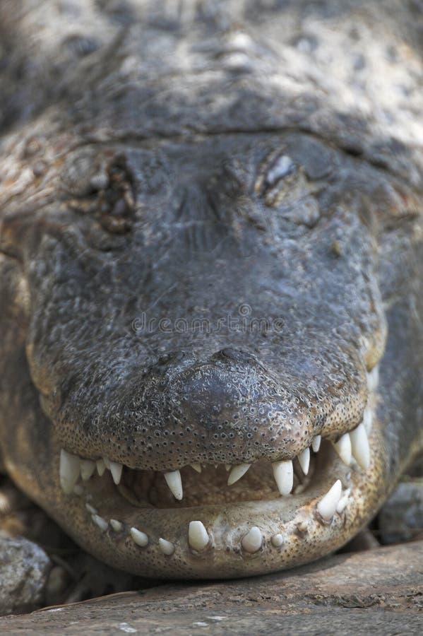 Alligator stock photo. Image of reptile, animal, cayman - 1111524