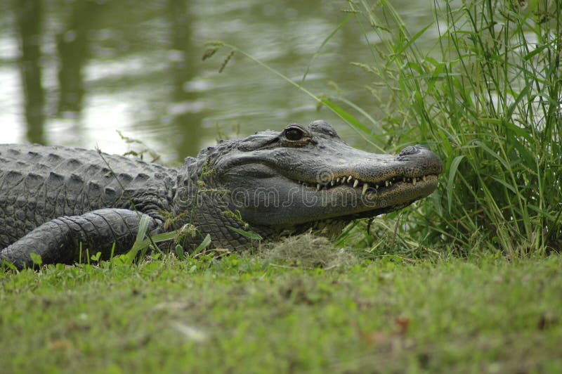 Aggressive alligator stock photo. Image of florida, alligator - 31429052