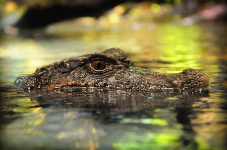 Alligator stock image. Image of brown, yellow, alligator - 12859789