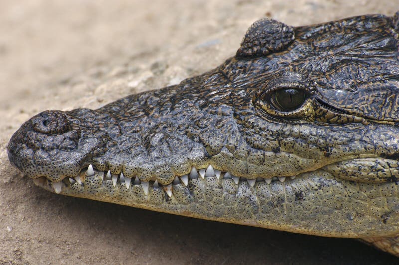 Smooth Gator stock photo. Image of danger, american, quick - 97409880