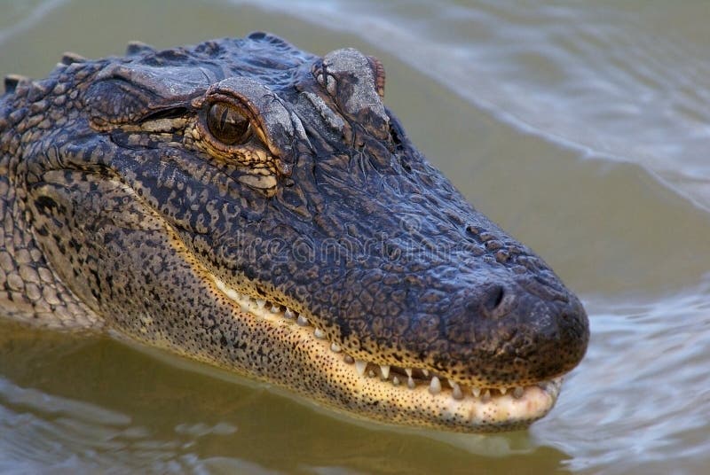 Alligator stock image. Image of smile, carnivore, predator - 13933089