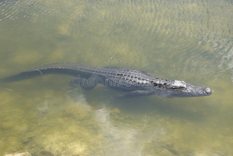 Alligator stock image. Image of amphibian, alligator - 19930551