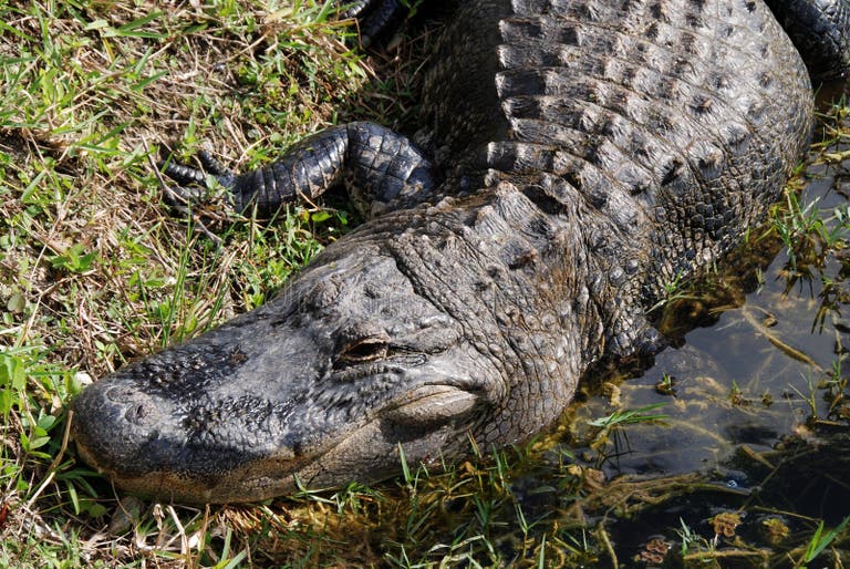 118 Key West Alligator Stock Photos - Free & Royalty-Free Stock Photos ...