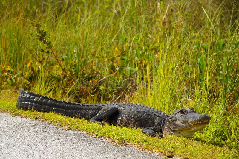 Large Alligator Crossing the Road Stock Photo - Image of asphalt, road ...