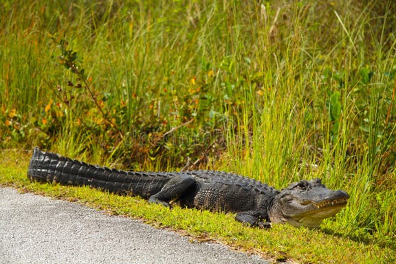 Alligator Near Highway stock image. Image of everglades - 2155571