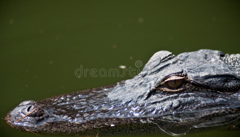 Alligator stock photo. Image of eyes, nose, reptile, green - 25233266