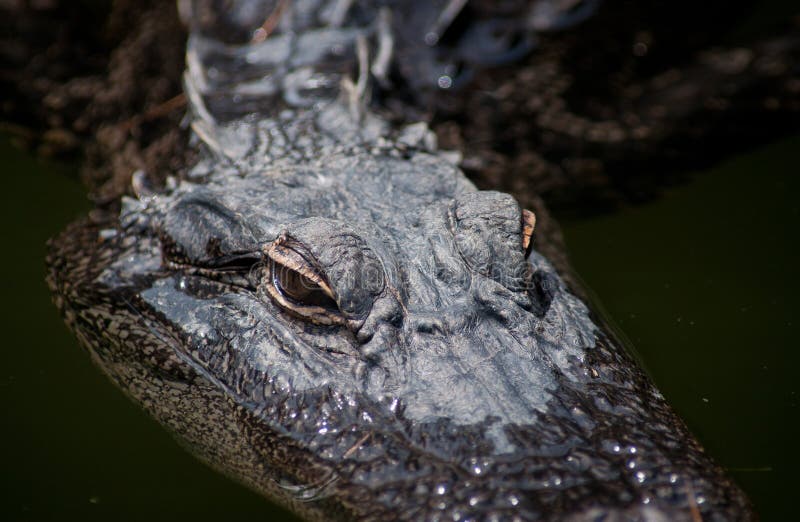 633 Alligator Nose Stock Photos - Free & Royalty-Free Stock Photos from ...