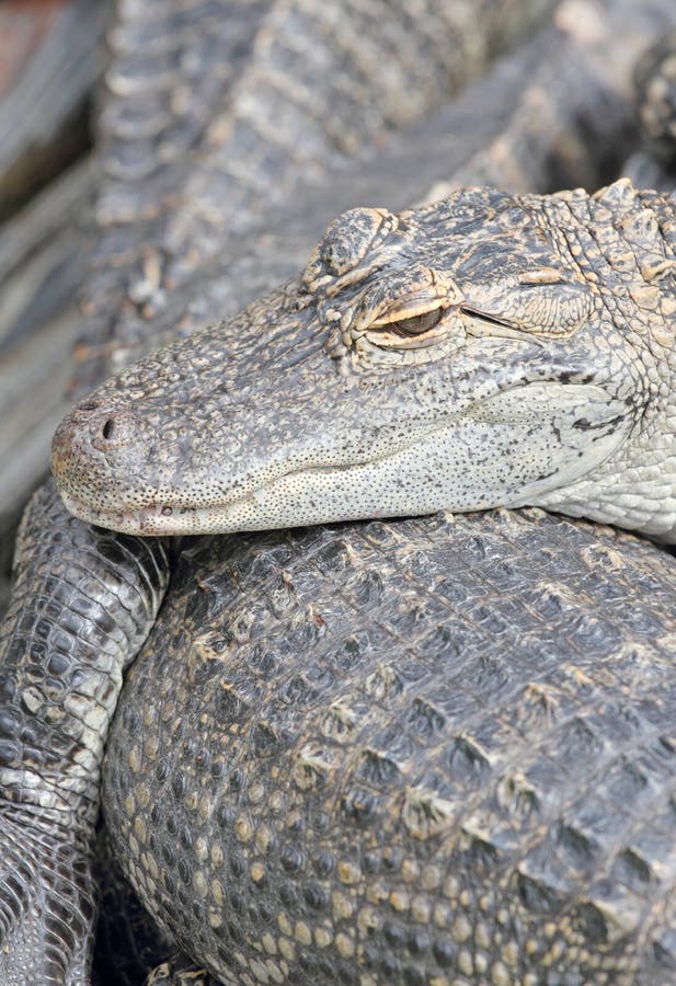 Face of alligator stock image. Image of nature, reptile - 26029863