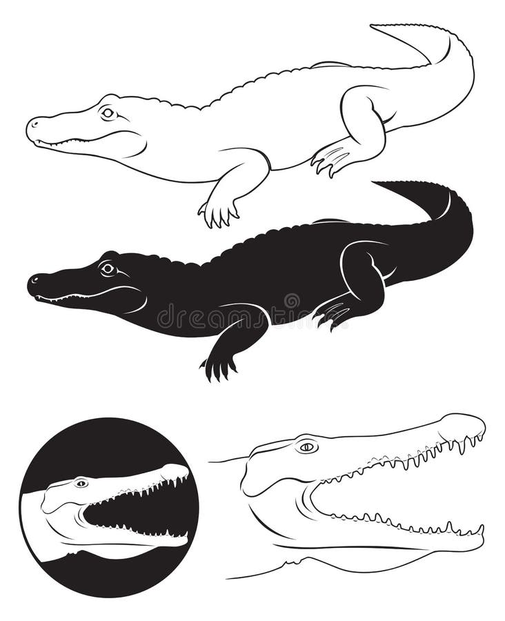 Alligator stock vector. Illustration of teeth, alligator - 28040916