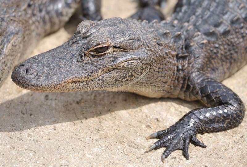 Alligator stock image. Image of gray, snout, head, portrait - 28277091