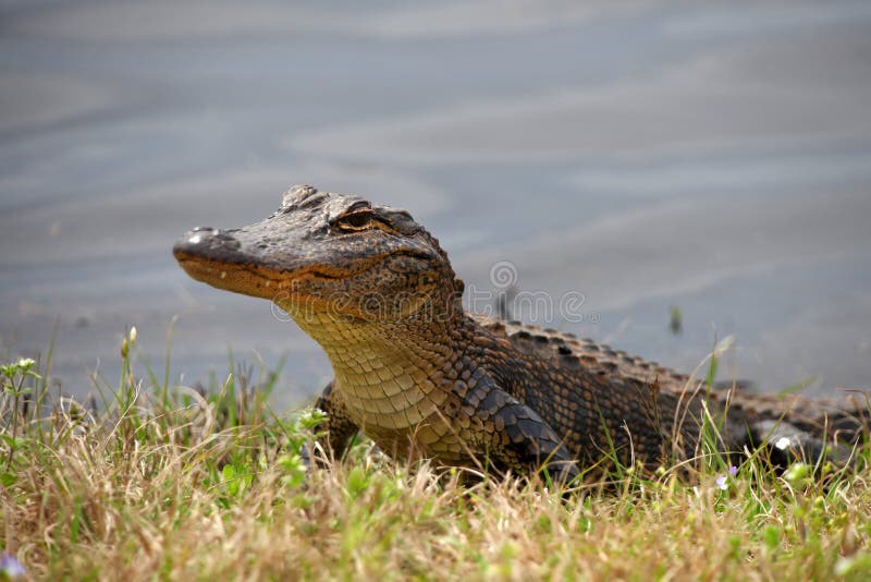 Alligator with prey animal stock photo. Image of alligator - 27243336