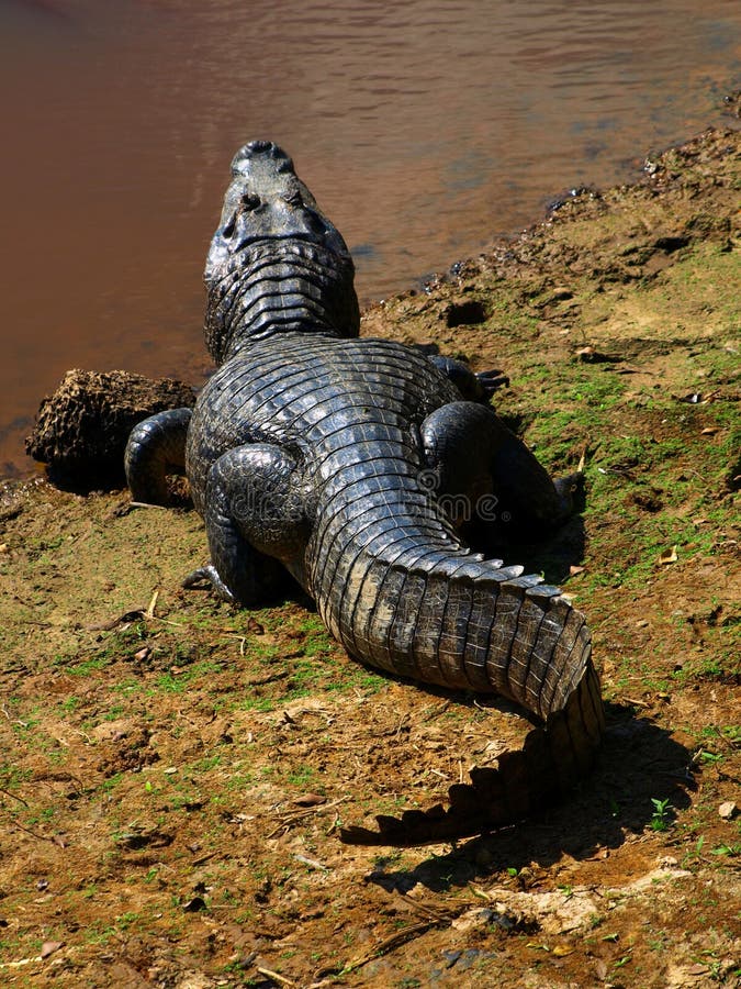 3+ Croc leg Free Stock Photos - StockFreeImages