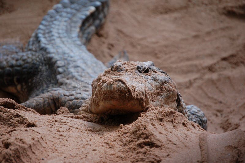 Alligator stock photo. Image of alligator, sand, staring - 3787878