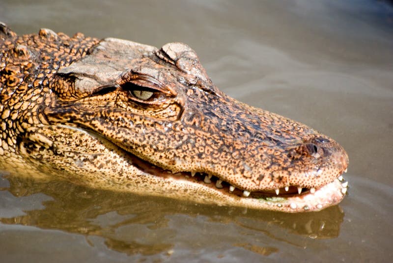 An Alligator s Face stock photo. Image of smile, k10d - 2160650