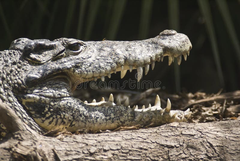 American alligator stock image. Image of horizontal, danger - 17582689