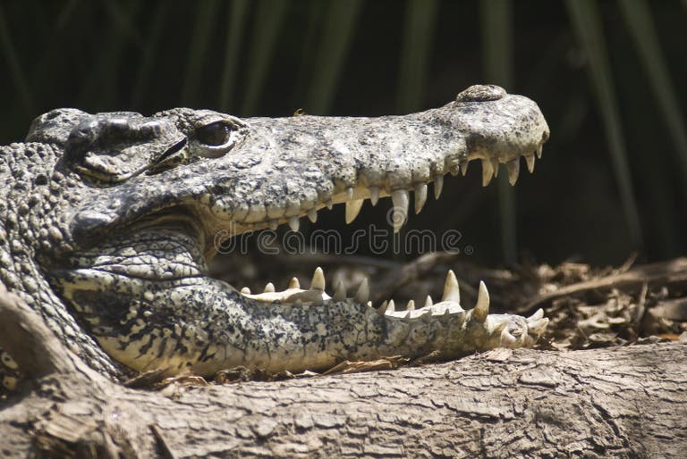 14,418 Alligator Teeth Stock Photos - Free & Royalty-Free Stock Photos ...