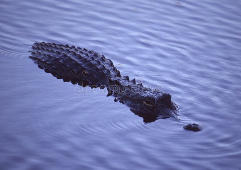 Alligator stock photo. Image of reptile, shape, slow, crocodile - 1031724