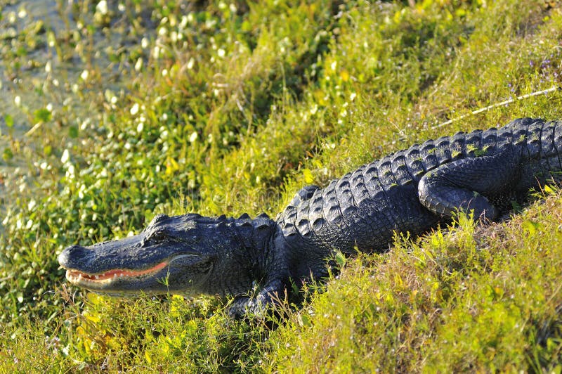 Alligator Sign stock image. Image of animal, creature - 9371717
