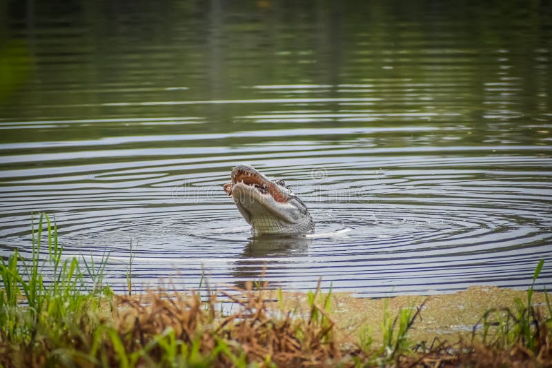 Alligator in Swamp Eating Prey Stock Photo - Image of palm, crocodile ...
