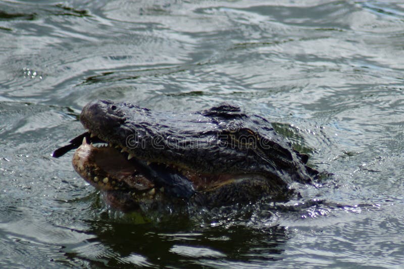 Alligator stock photo. Image of fish, south, prey, american - 40277376