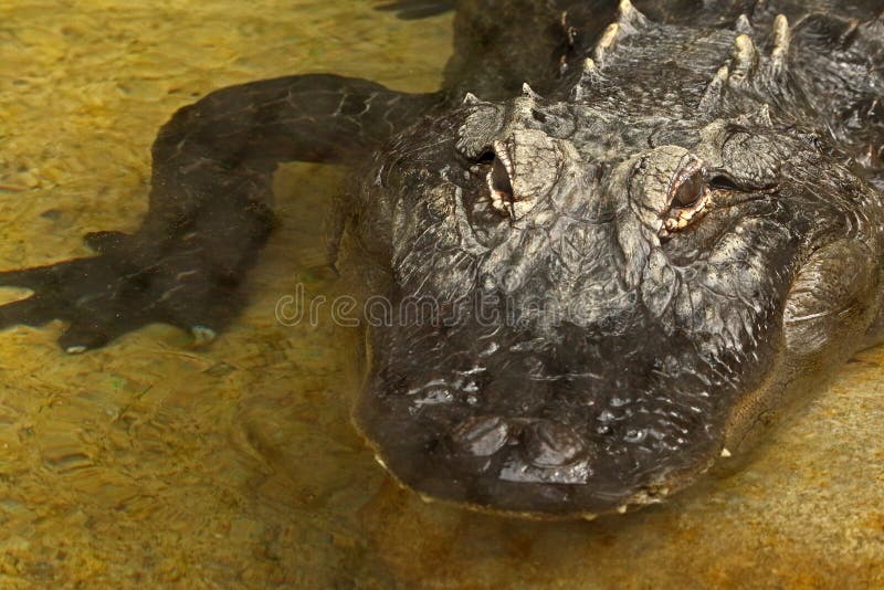 Alligator stock image. Image of reptilian, portrait, predator - 73562601
