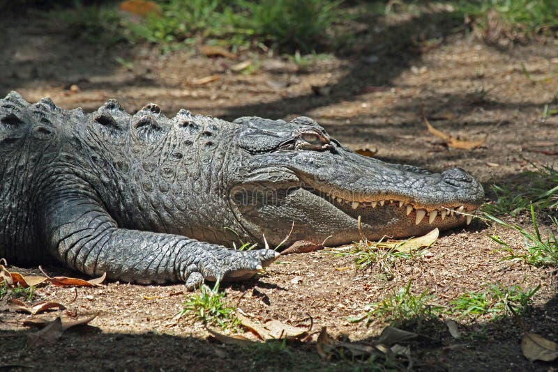 Alligator stock image. Image of mouth, animal, buckskinman - 73879109