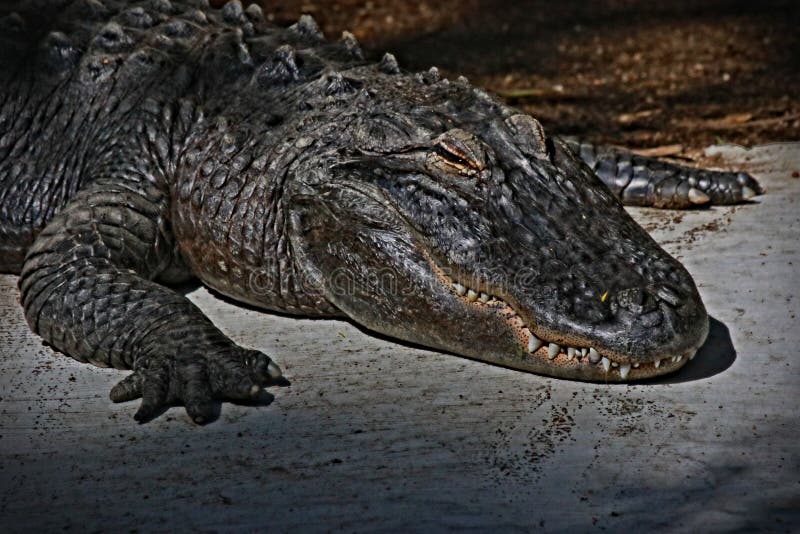 Alligator stock photo. Image of american, bite, resting - 68545664