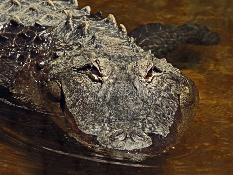 Alligator stock image. Image of alligator, lousiana, gator - 73557957