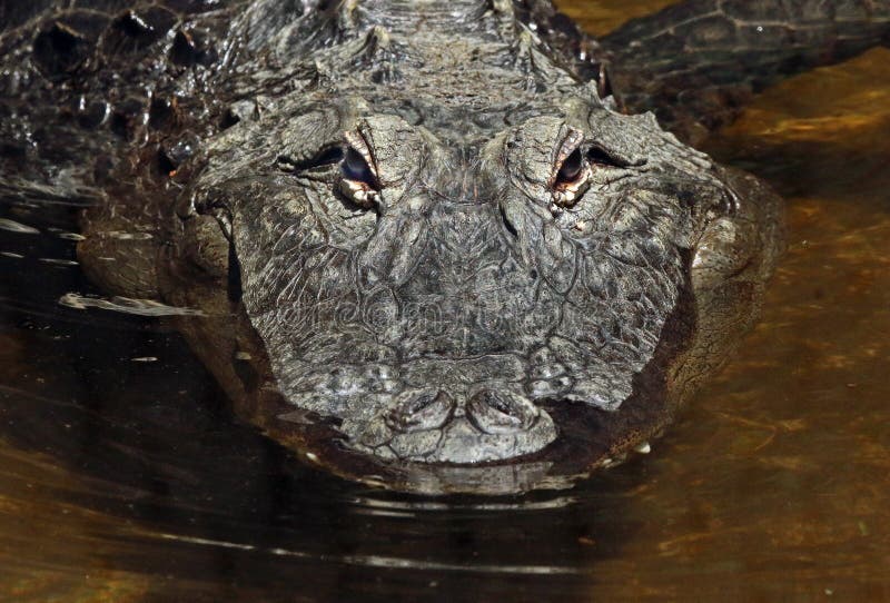 Alligator stock image. Image of resting, reptile, amphibian - 73558107