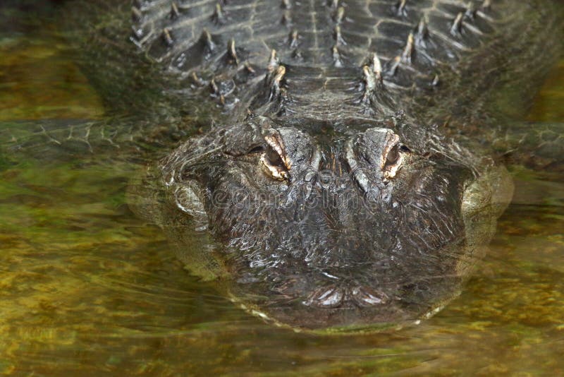 Alligator stock image. Image of everglades, animal, danger - 75691783