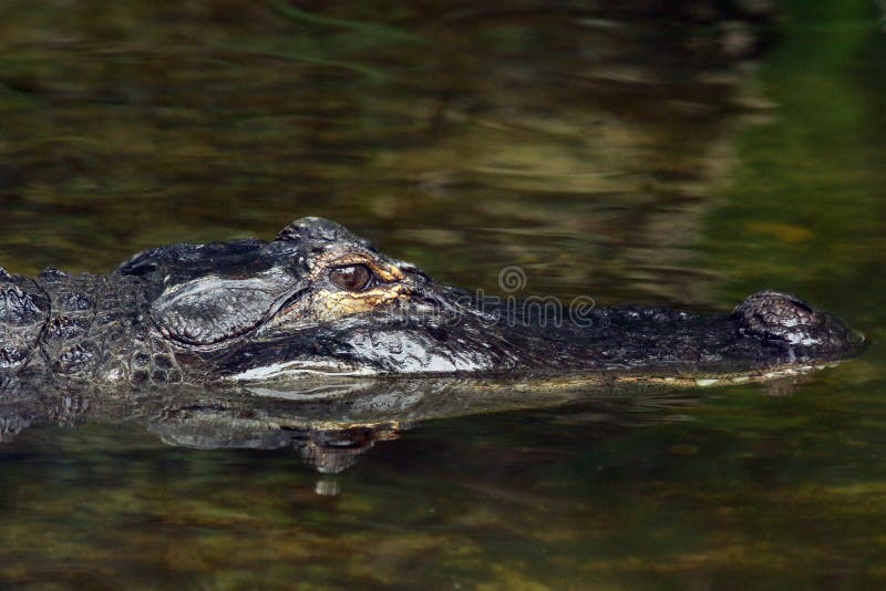 Alligator stock image. Image of predator, face, portrait - 75691903